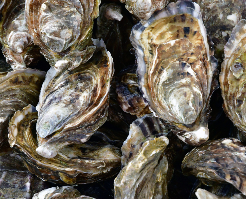 Tour de l'île à vélo | Île de Ré | Cycland.fr